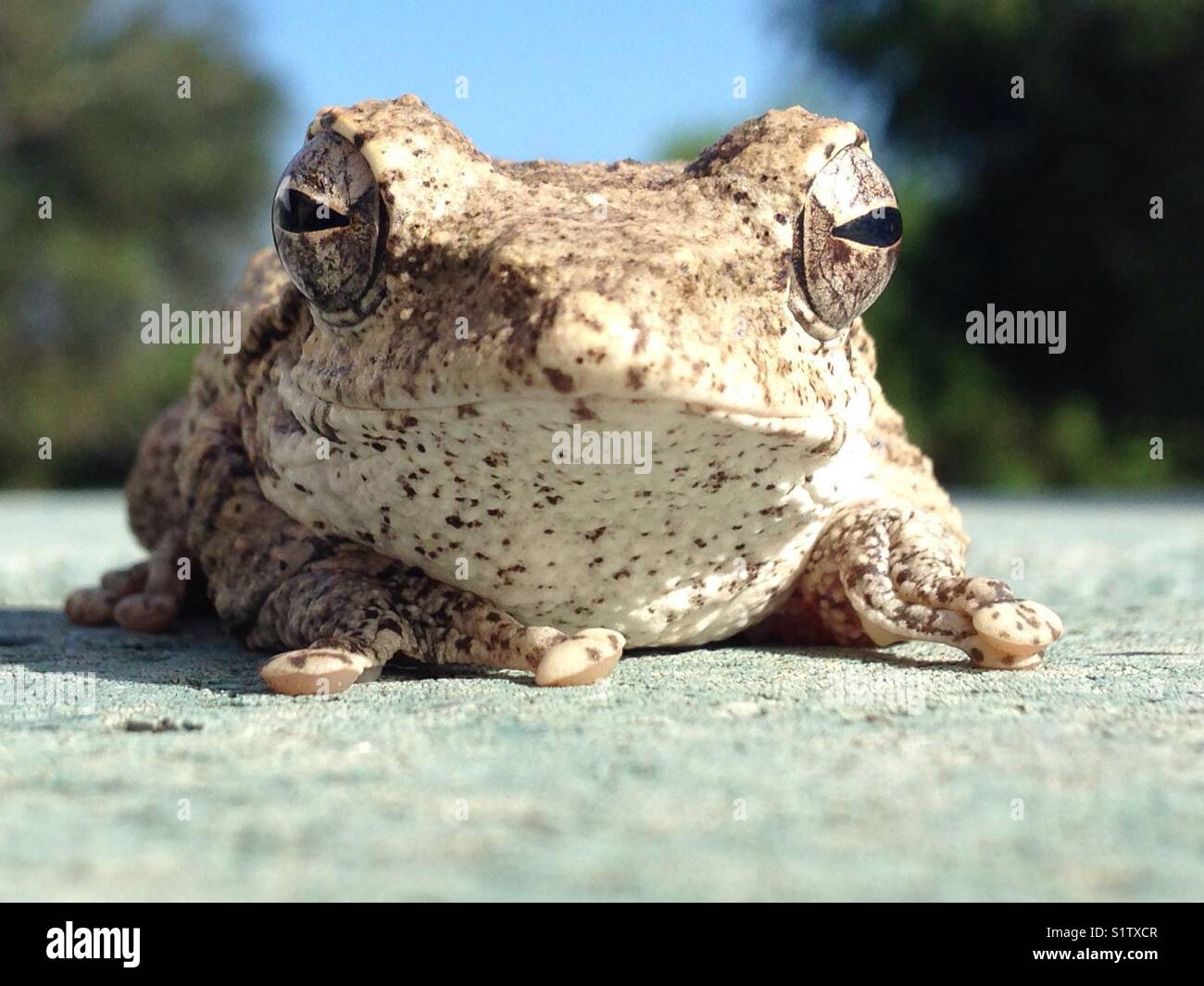 Big frog eyes hi-res stock photography and images - Alamy