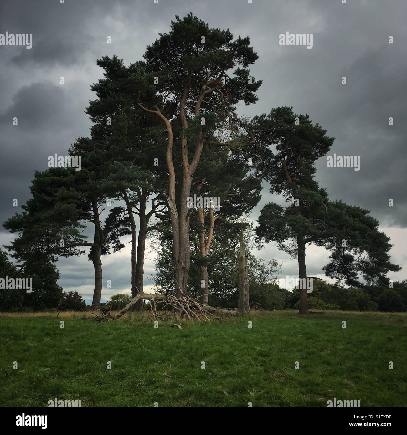 Tree triangle hi-res stock photography and images - Alamy