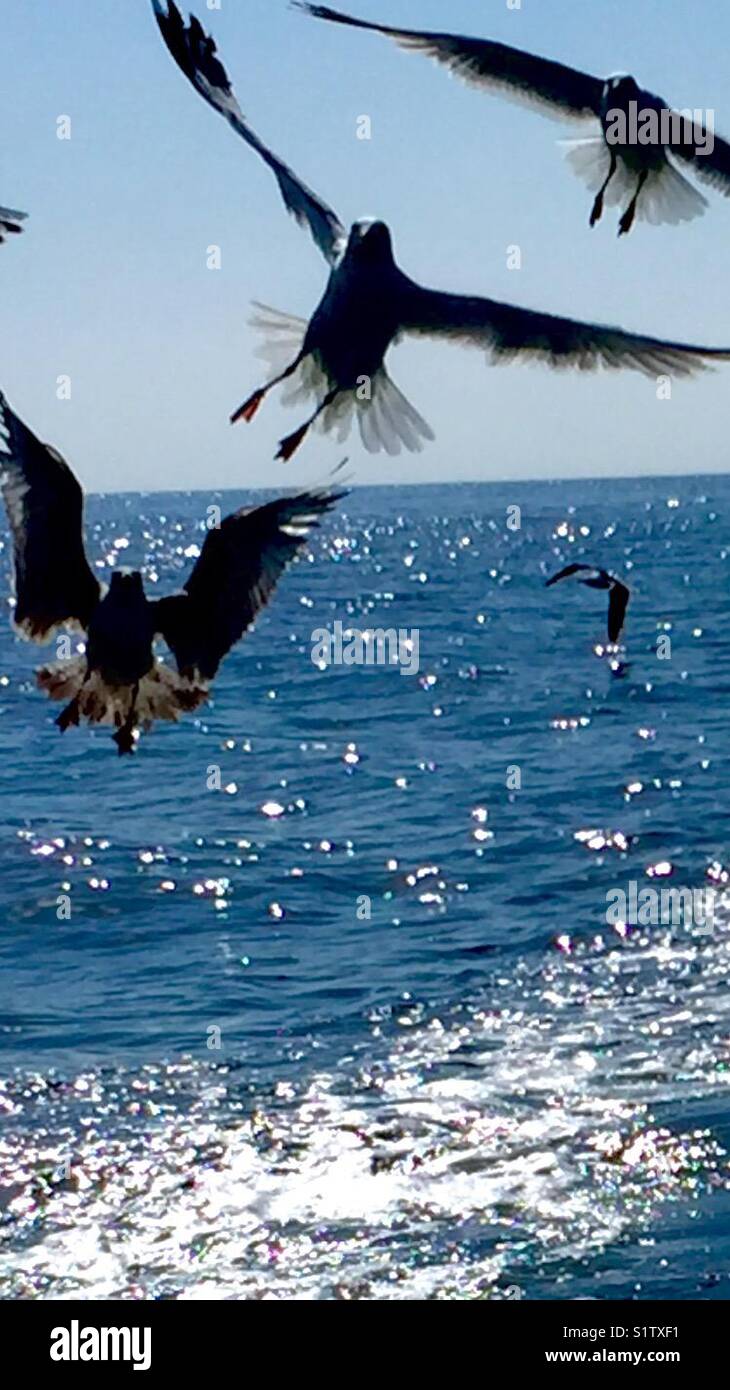 Swooping in hi-res stock photography and images - Alamy