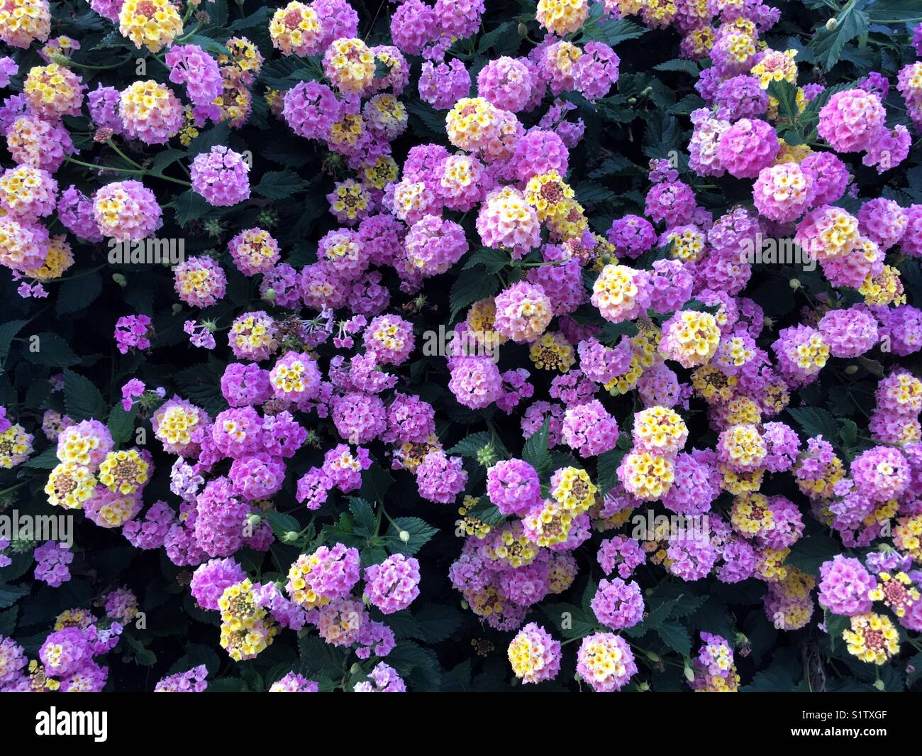 Lantana Lantana Camara High Resolution Stock Photography and Images - Alamy
