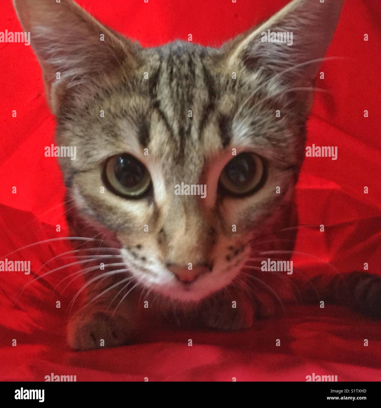 Cat in red hi-res stock photography and images - Alamy