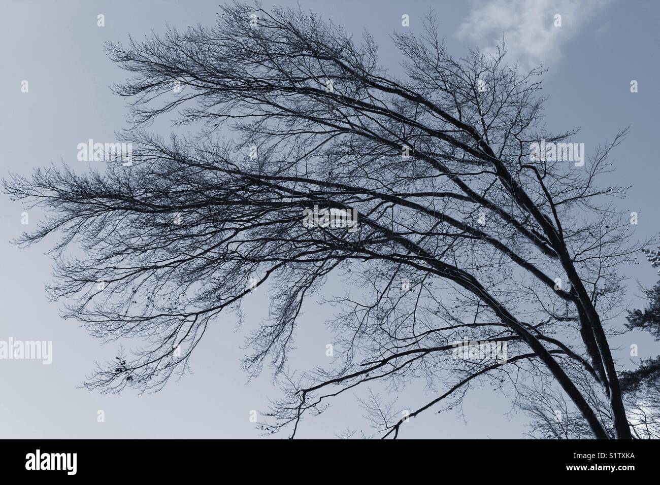 Tree branches in wind hi-res stock photography and images - Alamy