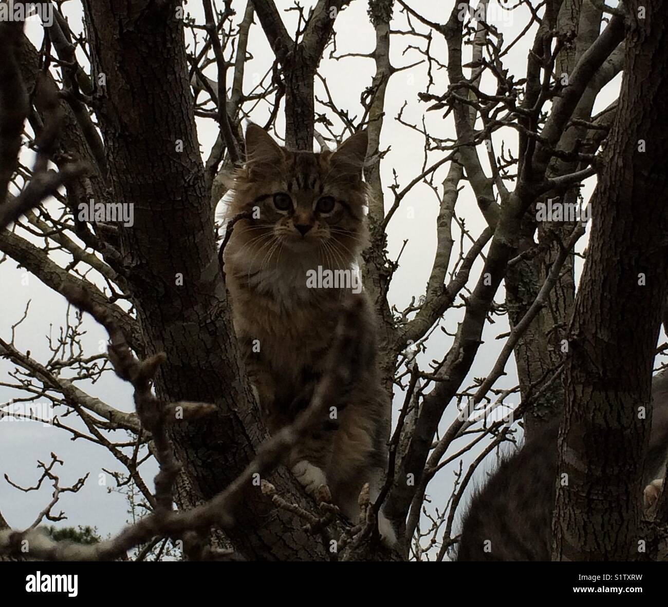 Cat in the tree hi-res stock photography and images - Alamy