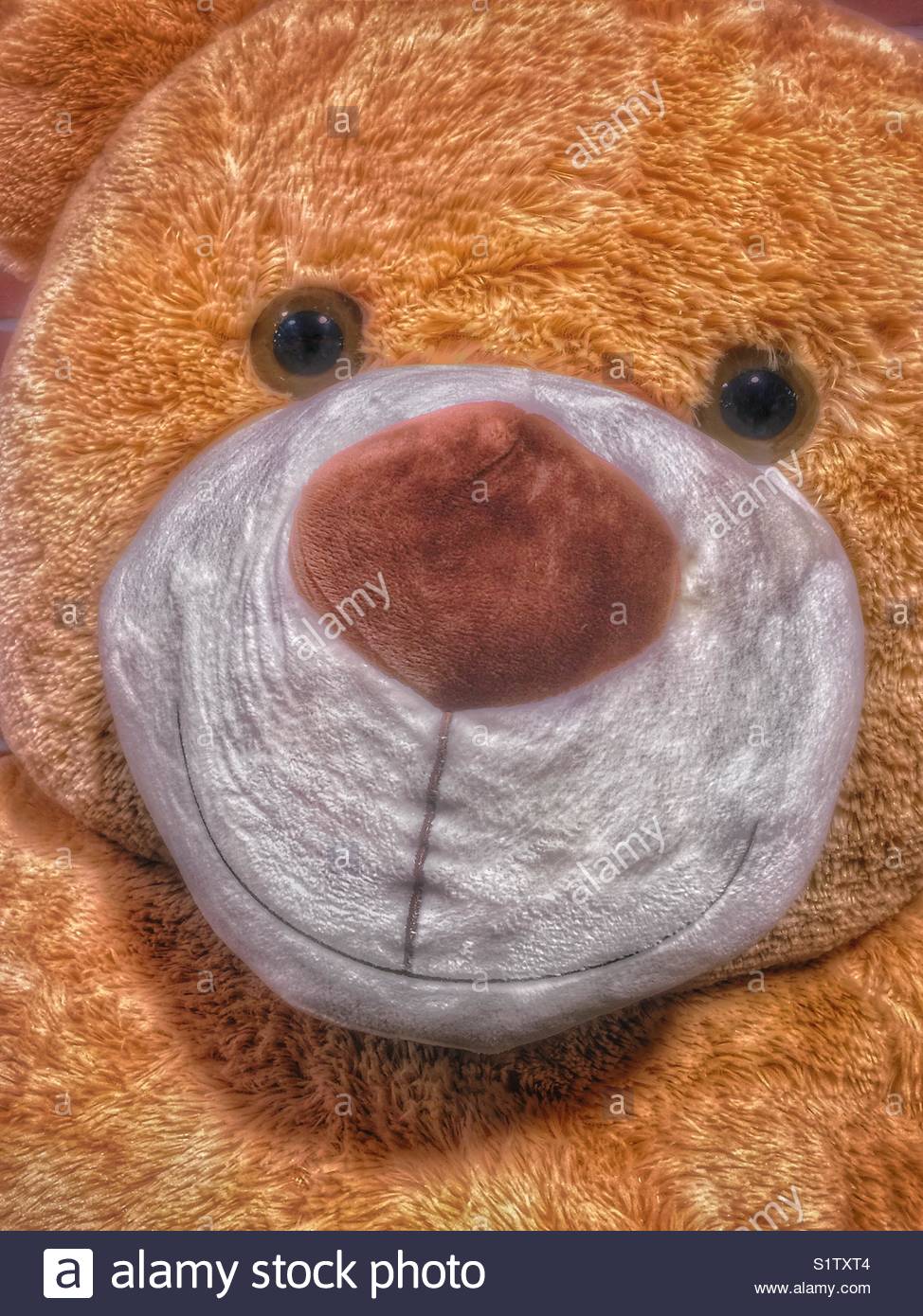 Fuzzy Bear Stock Photos & Fuzzy Bear Stock Images - Alamy