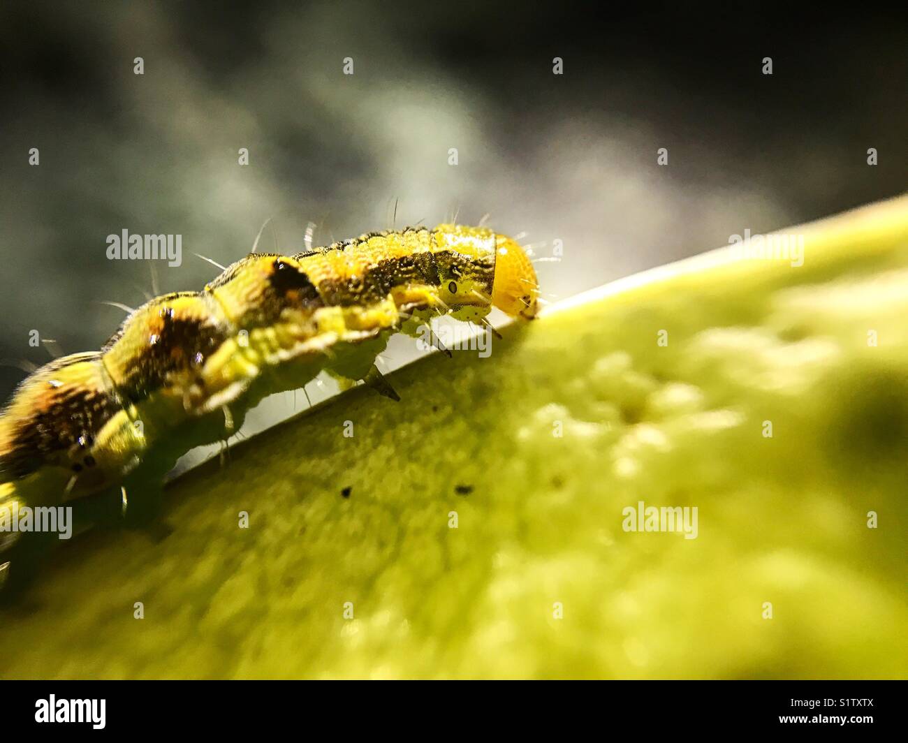 Caterpillar Macro Photography High Resolution Stock Photography and ...