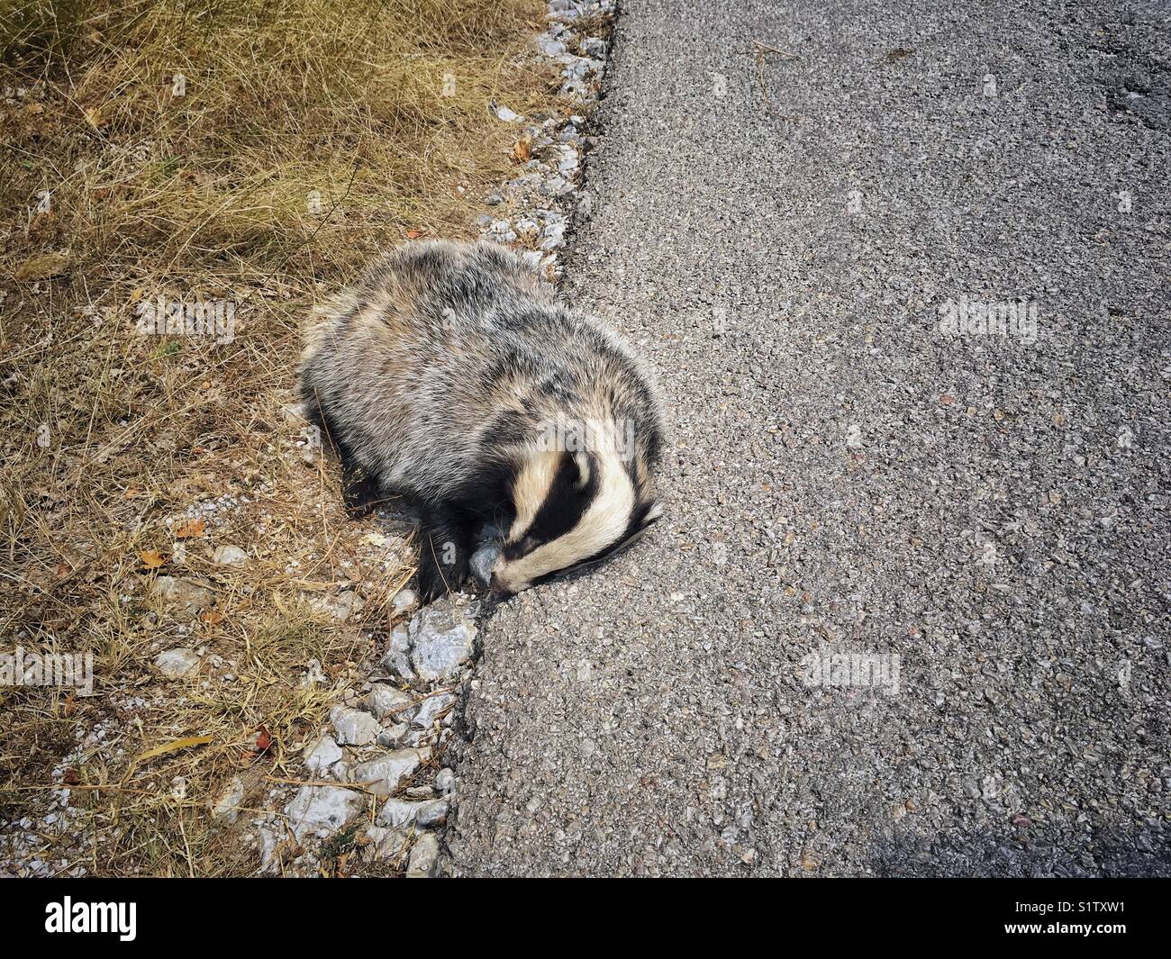 A dead badger hi-res stock photography and images - Alamy