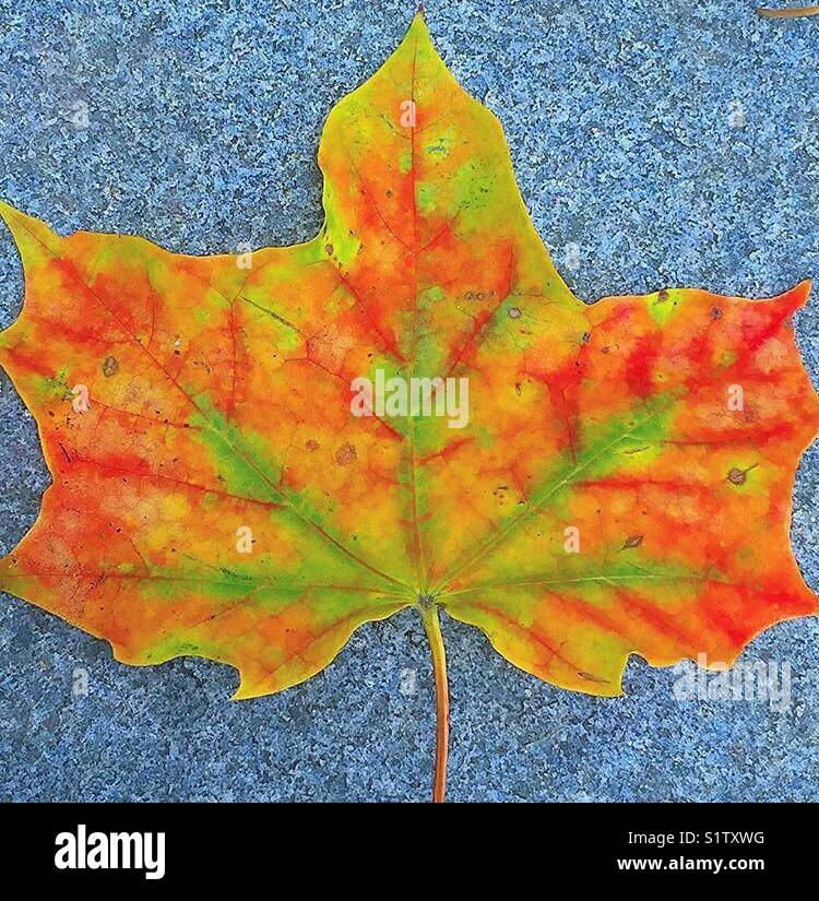 Leaf Crunch High Resolution Stock Photography and Images - Alamy