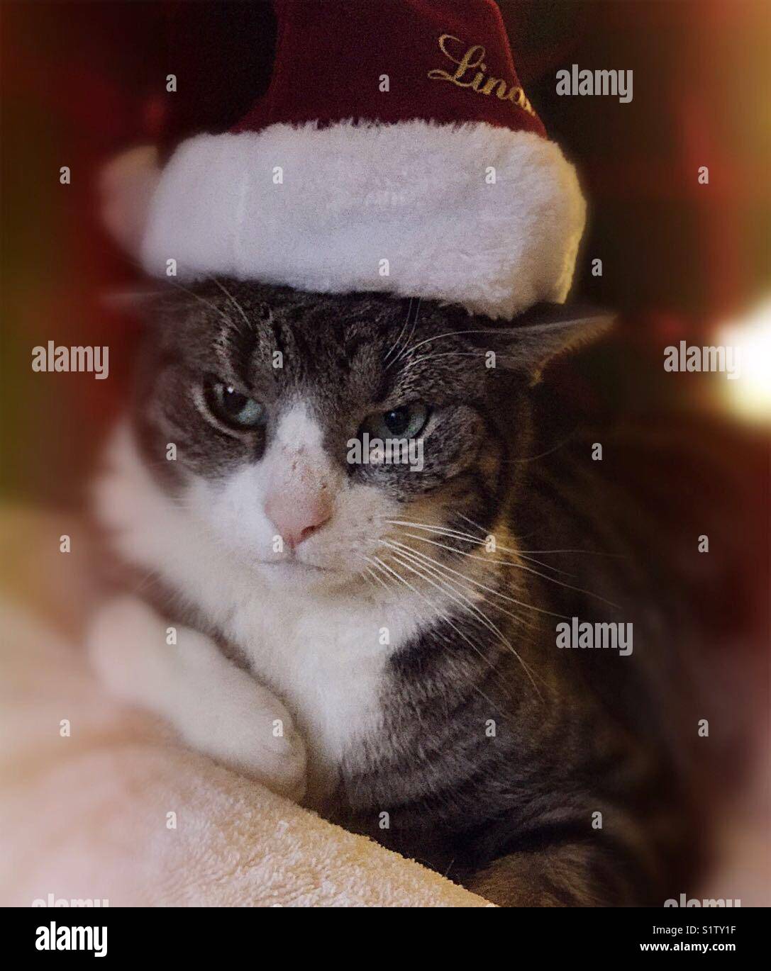 Amused Cat High Resolution Stock Photography and Images - Alamy