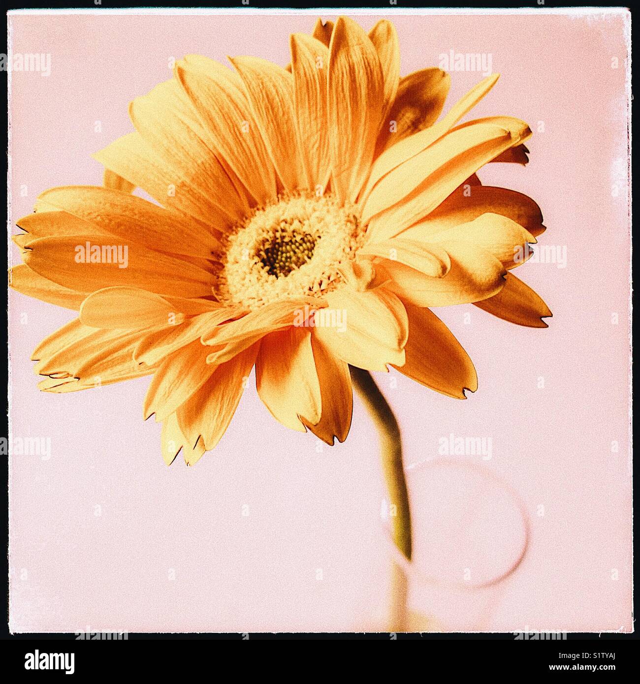 Gerbers hi-res stock photography and images - Alamy