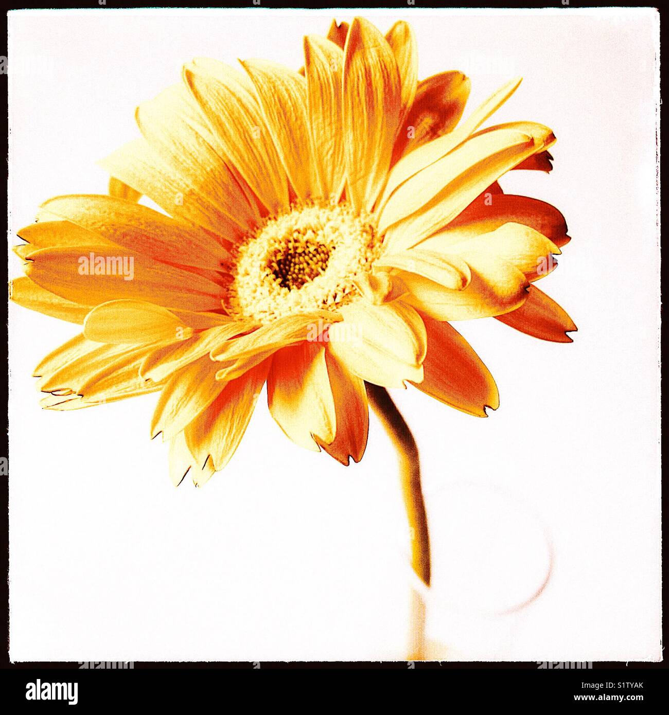 Gerber daisy cut hi-res stock photography and images - Alamy
