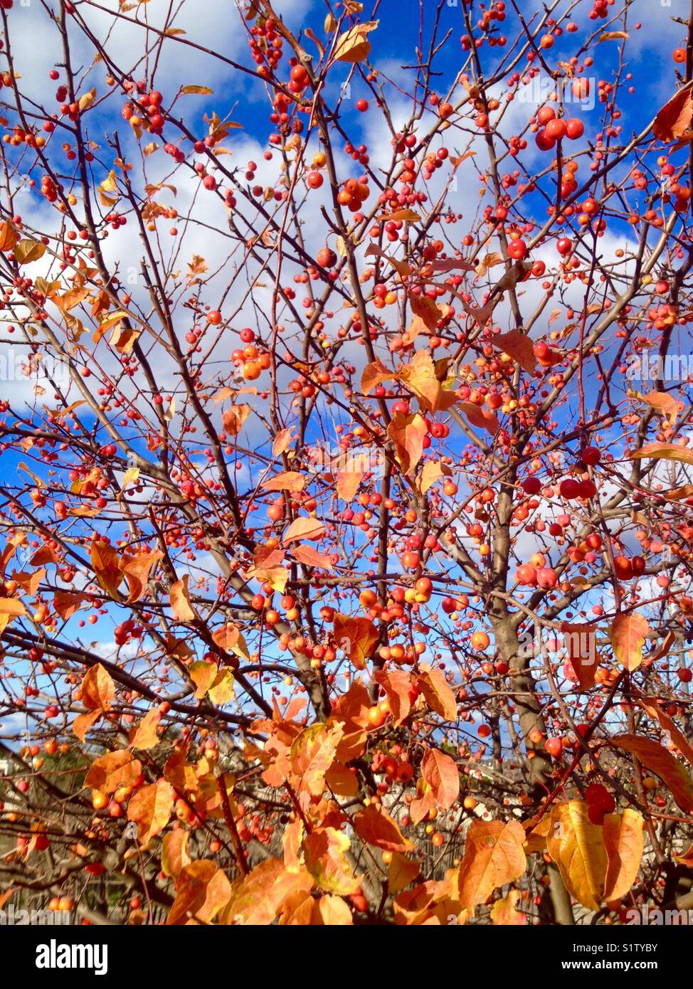 Decorative apple tree hi-res stock photography and images - Alamy