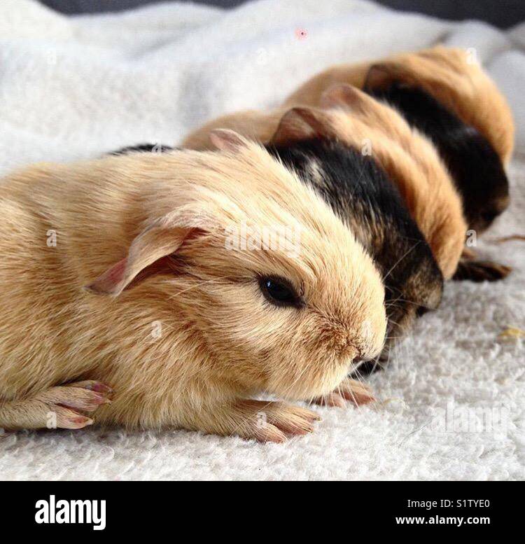 Patagonian Cavy Babies Tri Colored