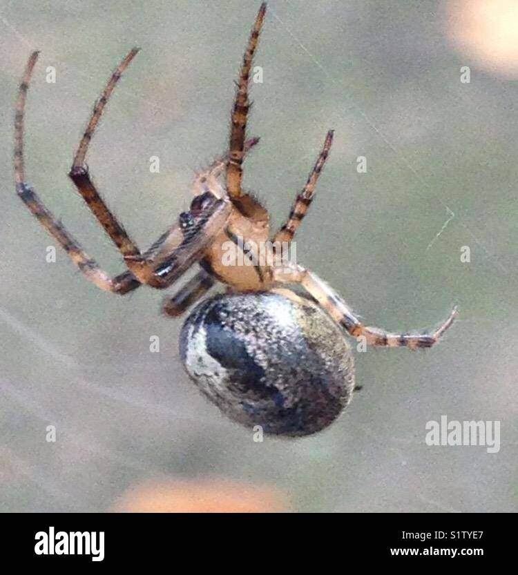 Eight legged freak hi-res stock photography and images - Alamy