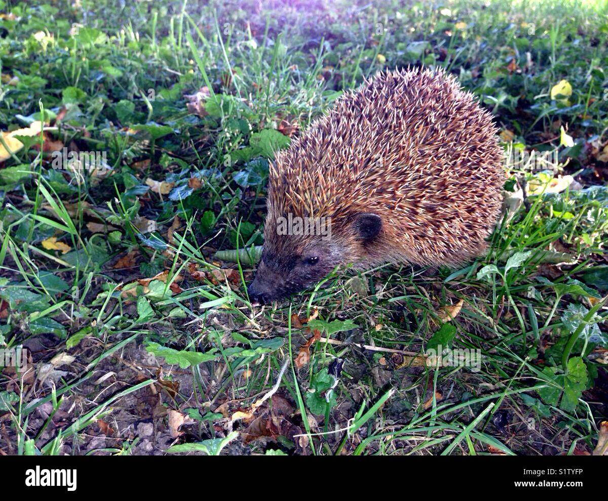 Cute hedgehog in garden hi-res stock photography and images - Alamy