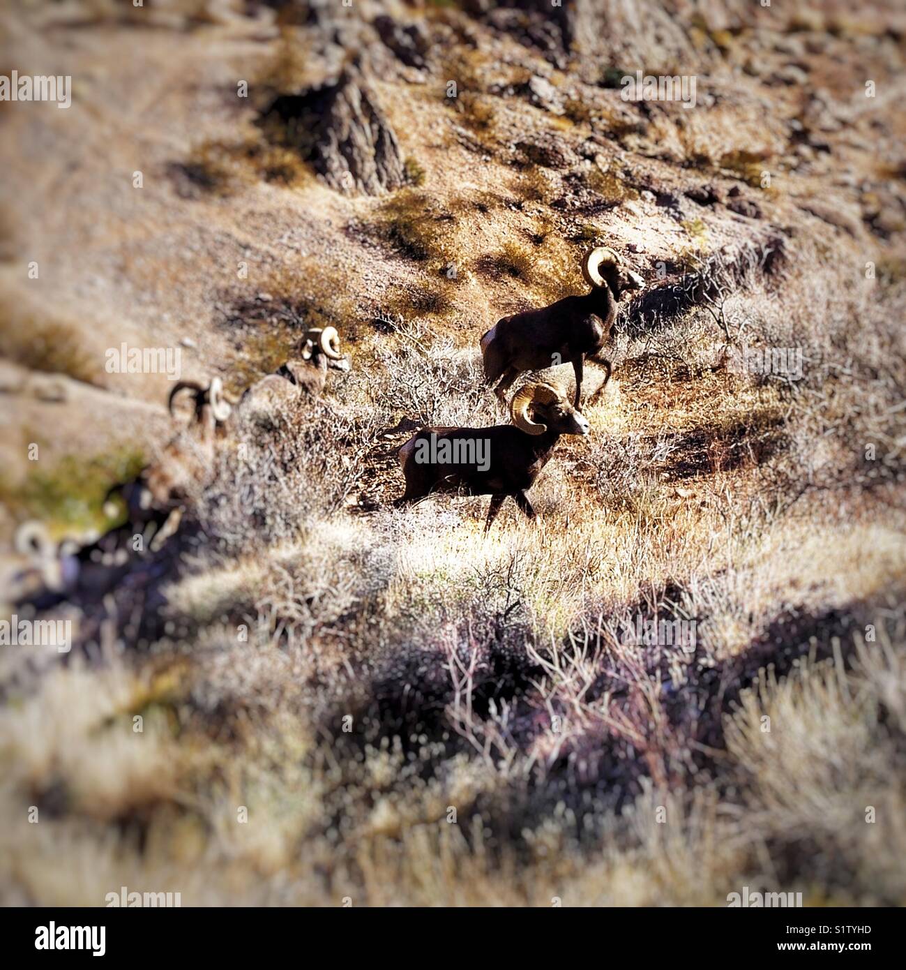 Desert Big Horn Sheep, Nevada Stock Photo - Alamy