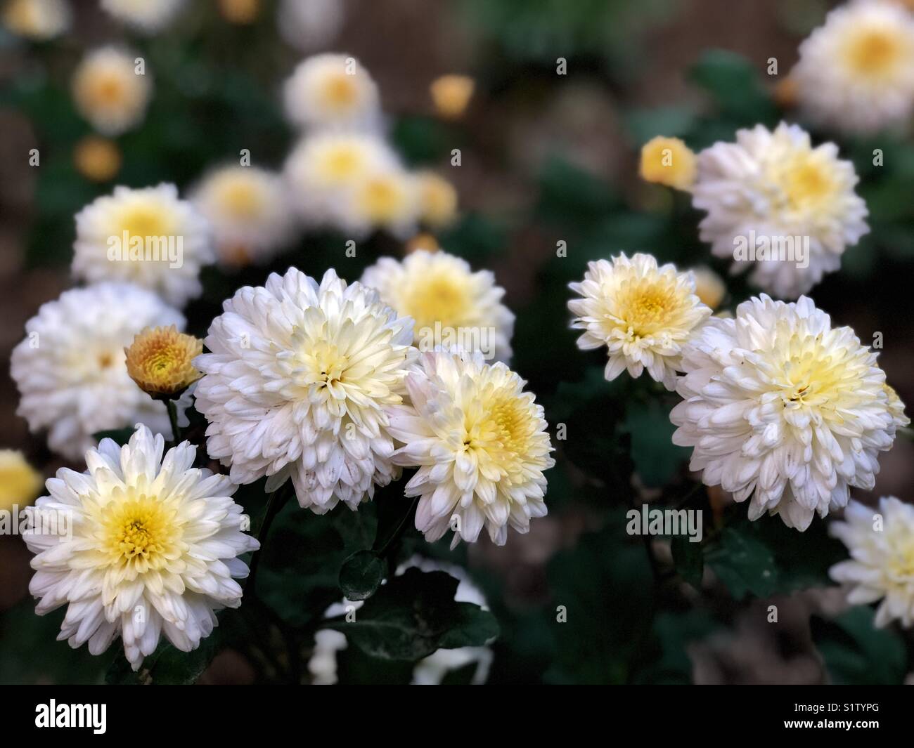 White Marigolds