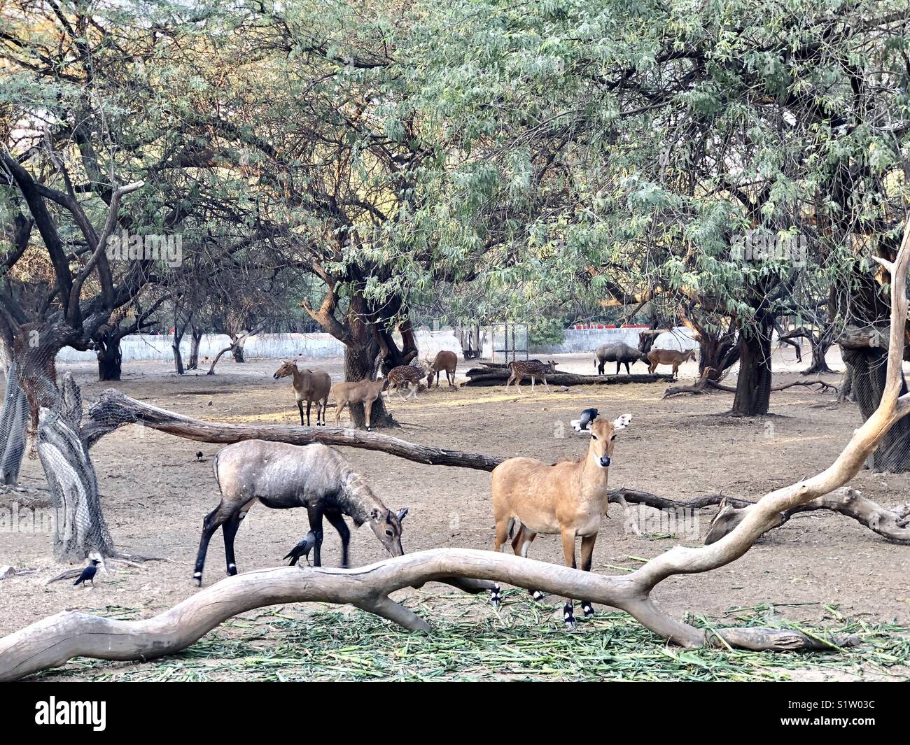 Deer cow hi-res stock photography and images - Alamy
