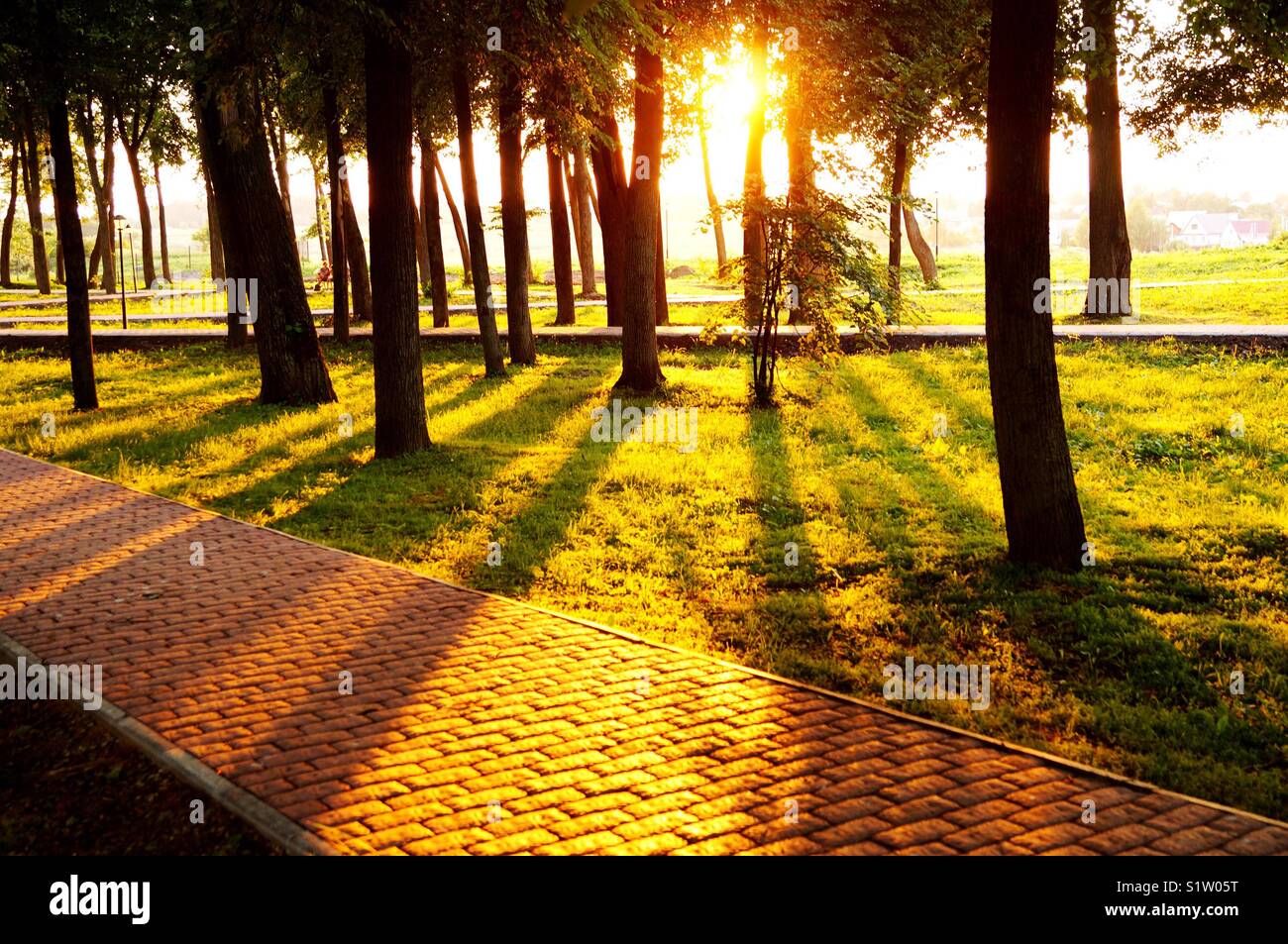 summer sunset in the park Stock Photo - Alamy