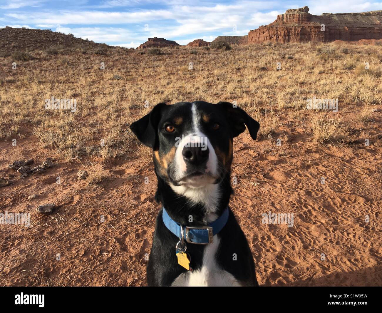 Dog in the desert Stock Photo - Alamy
