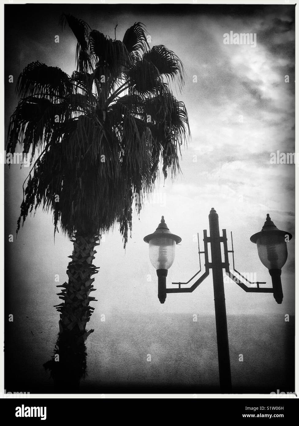 Lone palm tree and lamp post Stock Photo - Alamy