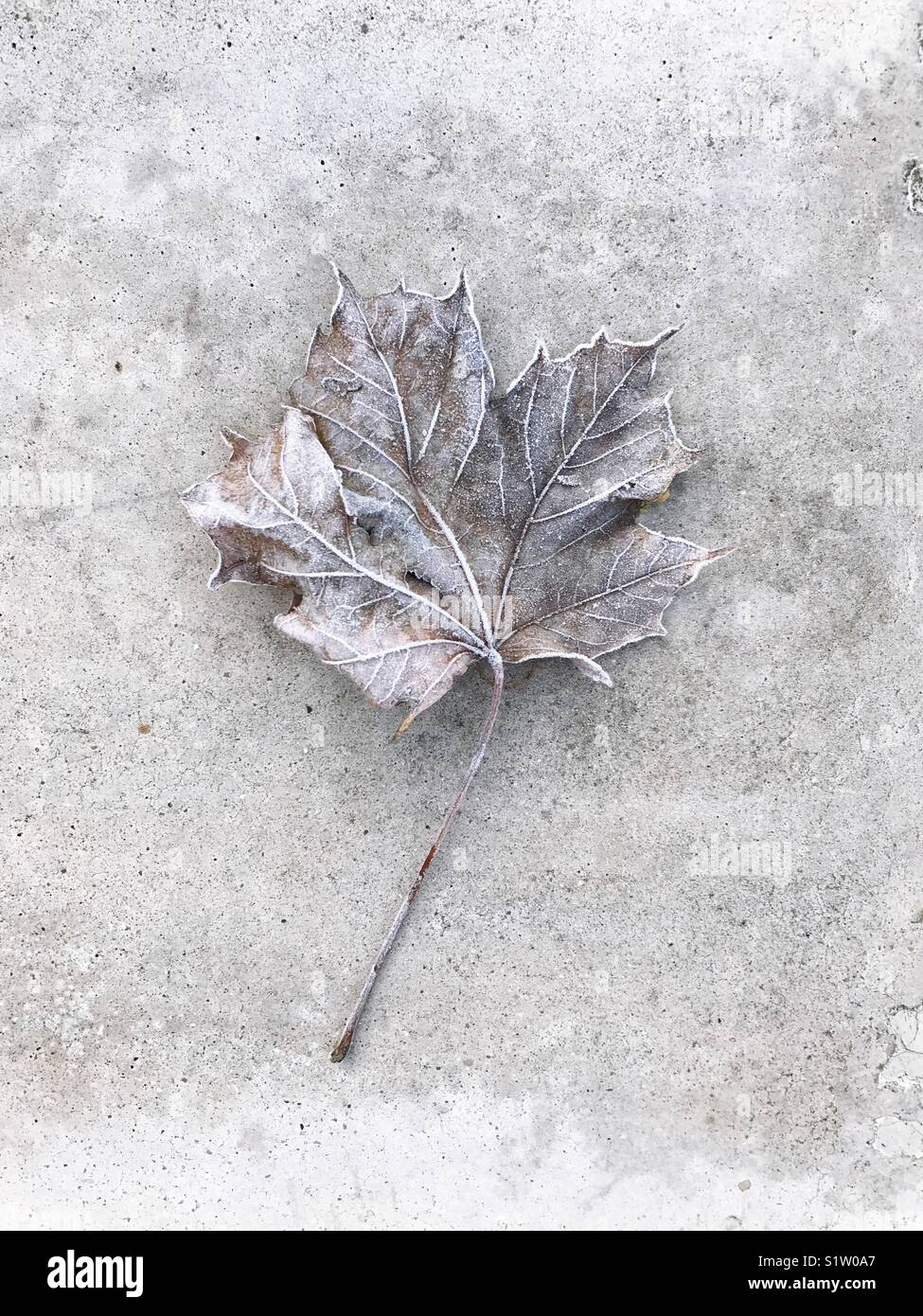 Frozen leaf in monochrome Stock Photo - Alamy