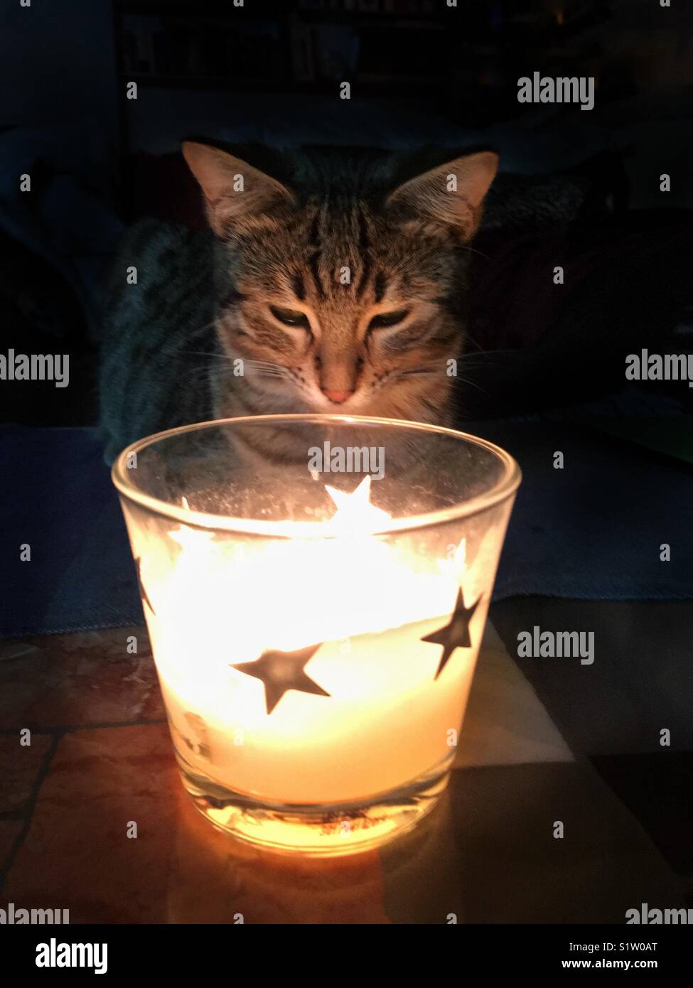 Excited Cat With Candle