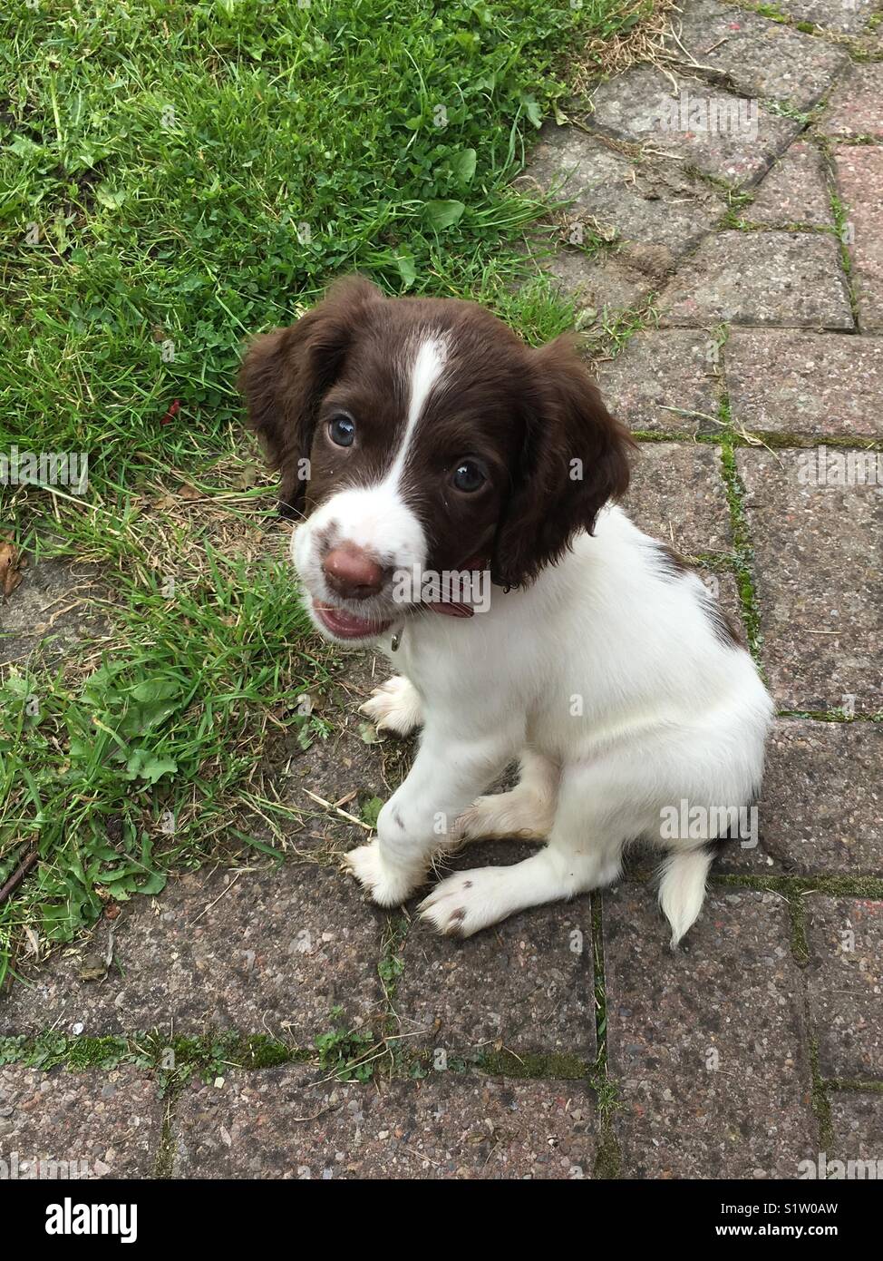 Puppy on path hi-res stock photography and images - Alamy