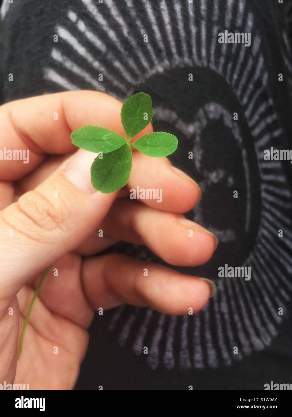 Hand holding four leaf clover hi-res stock photography and images - Alamy