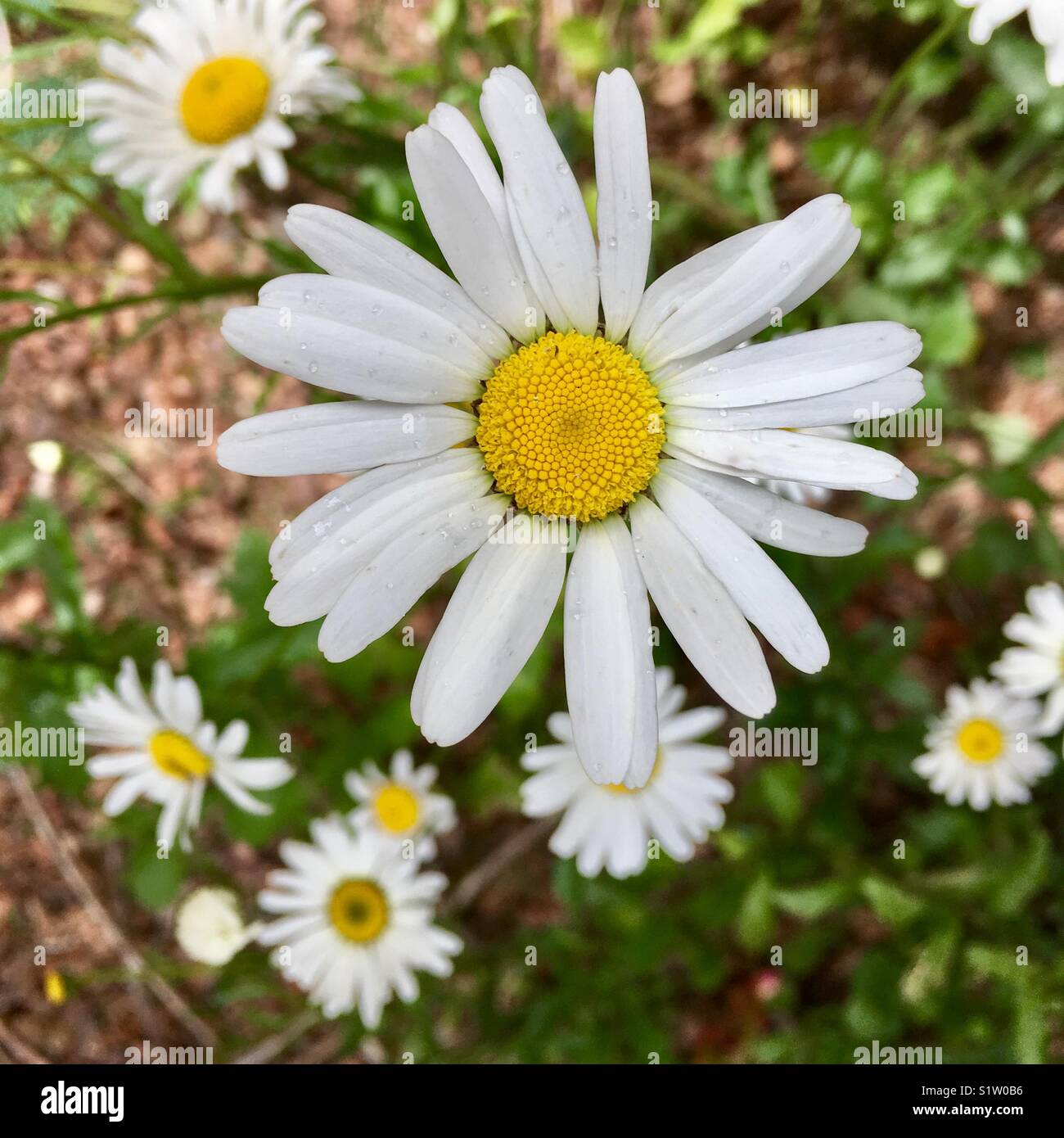 A daisy flower head Stock Photo - Alamy