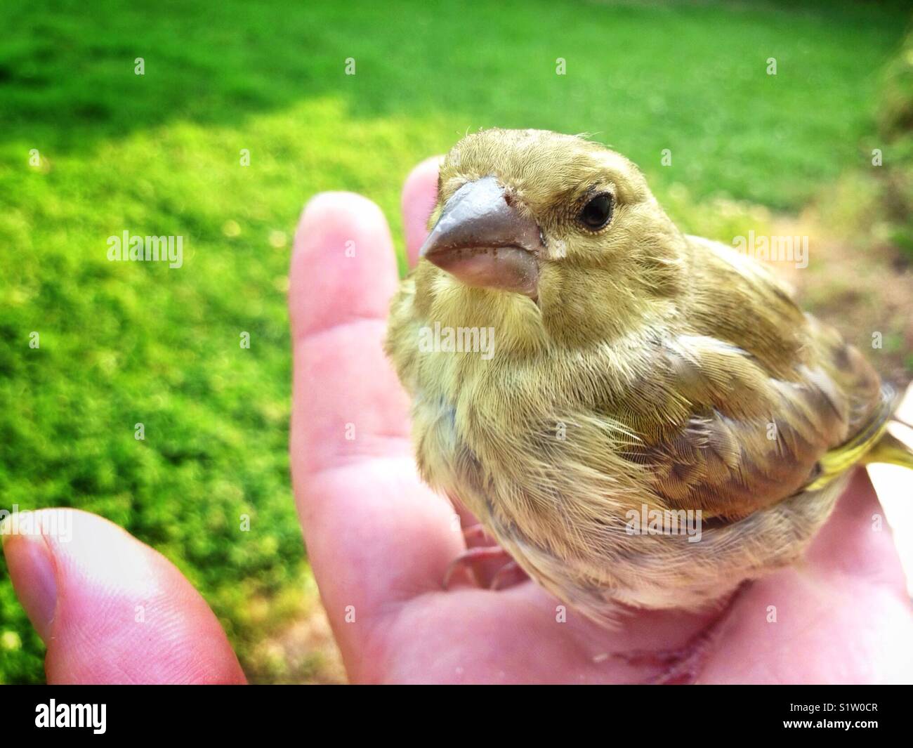 Freedom bird in hand hi-res stock photography and images - Alamy