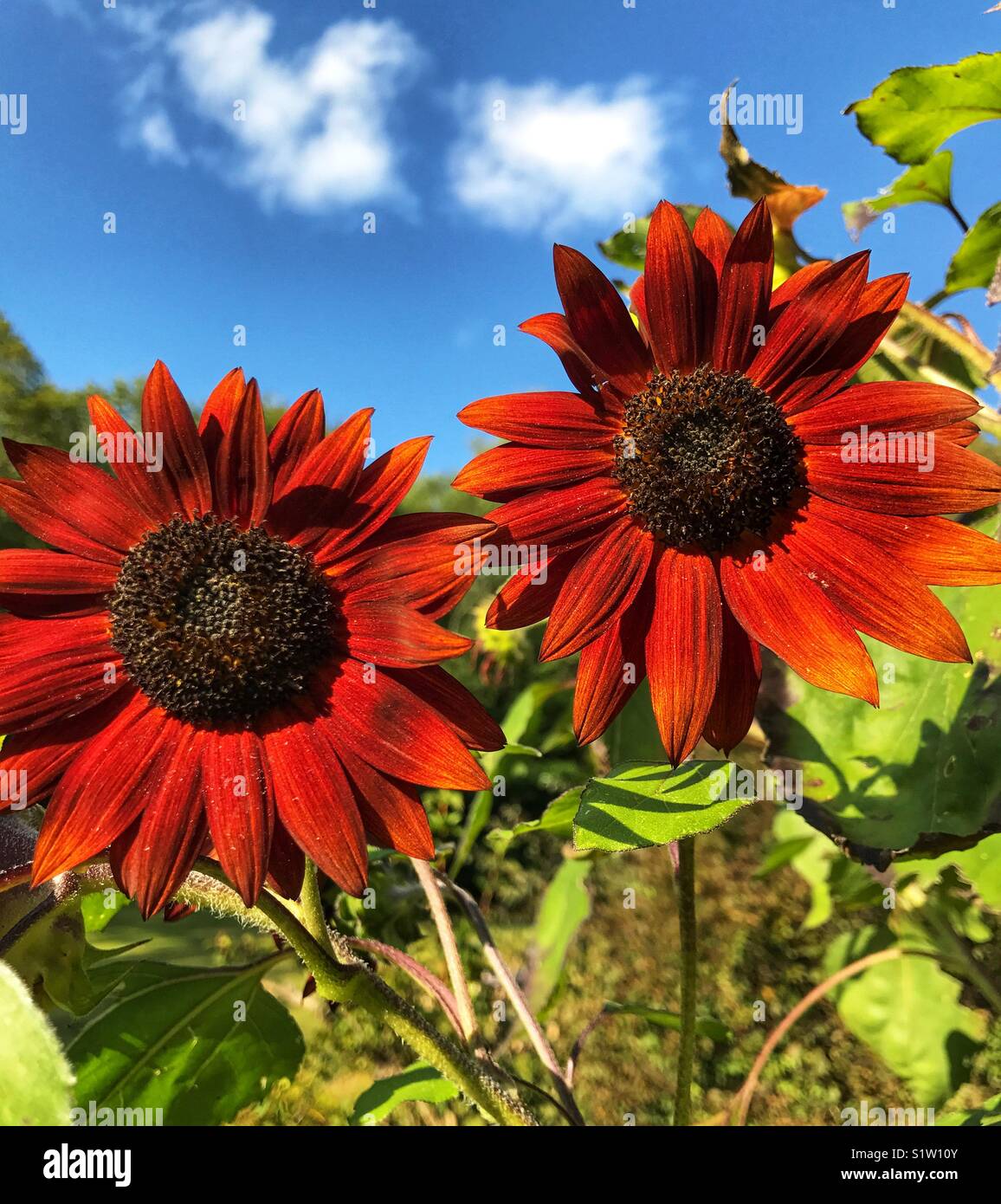 Red sunflowers hi-res stock photography and images - Alamy