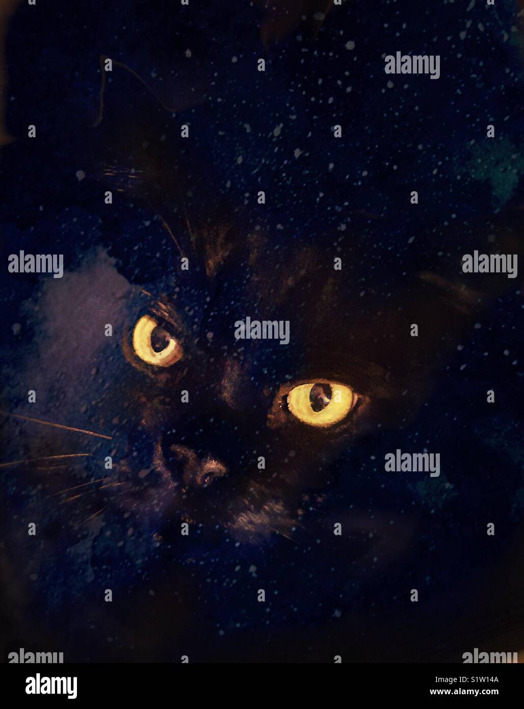 Cat space hi-res stock photography and images - Alamy