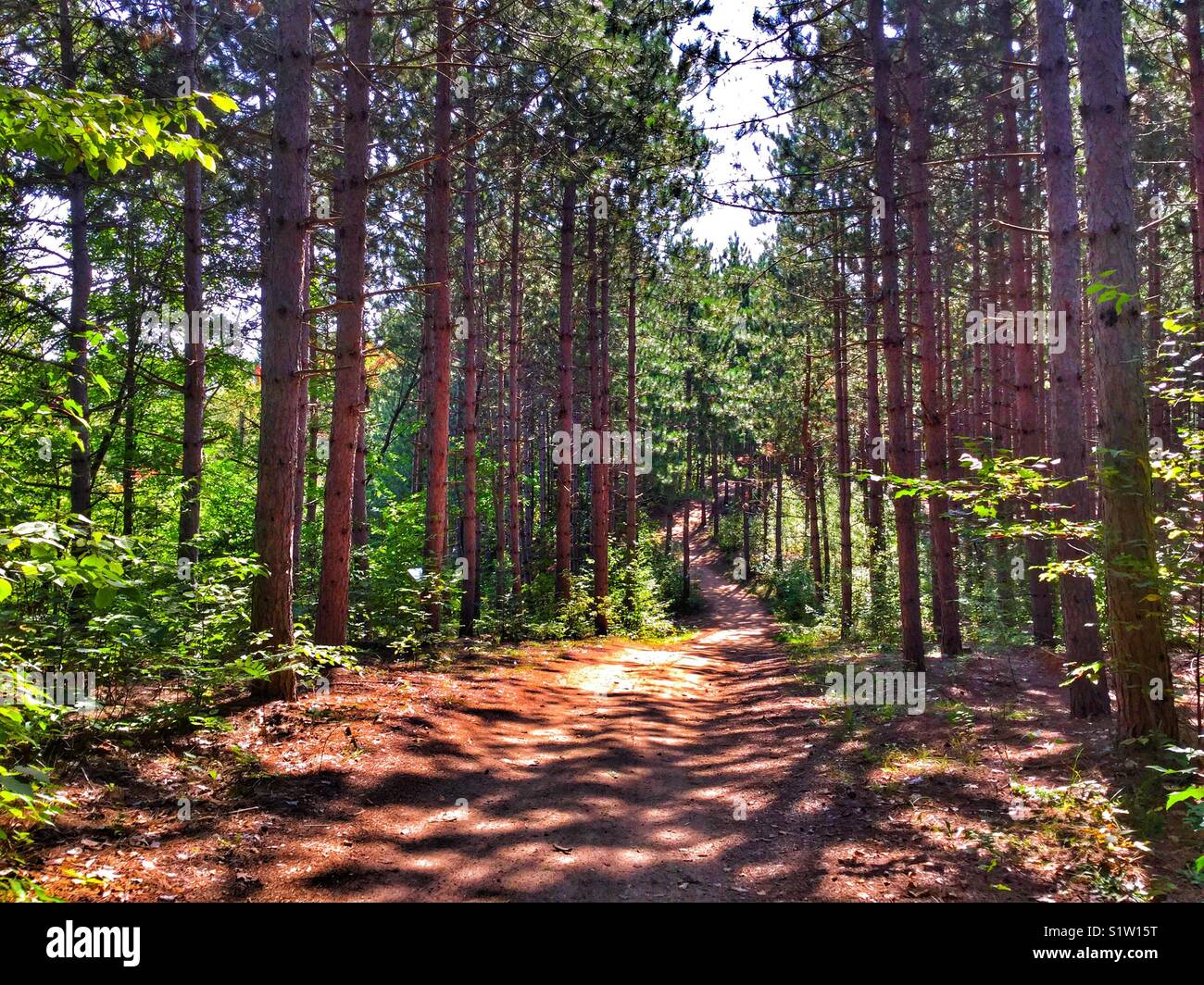 A solitary path through the forest Stock Photo - Alamy