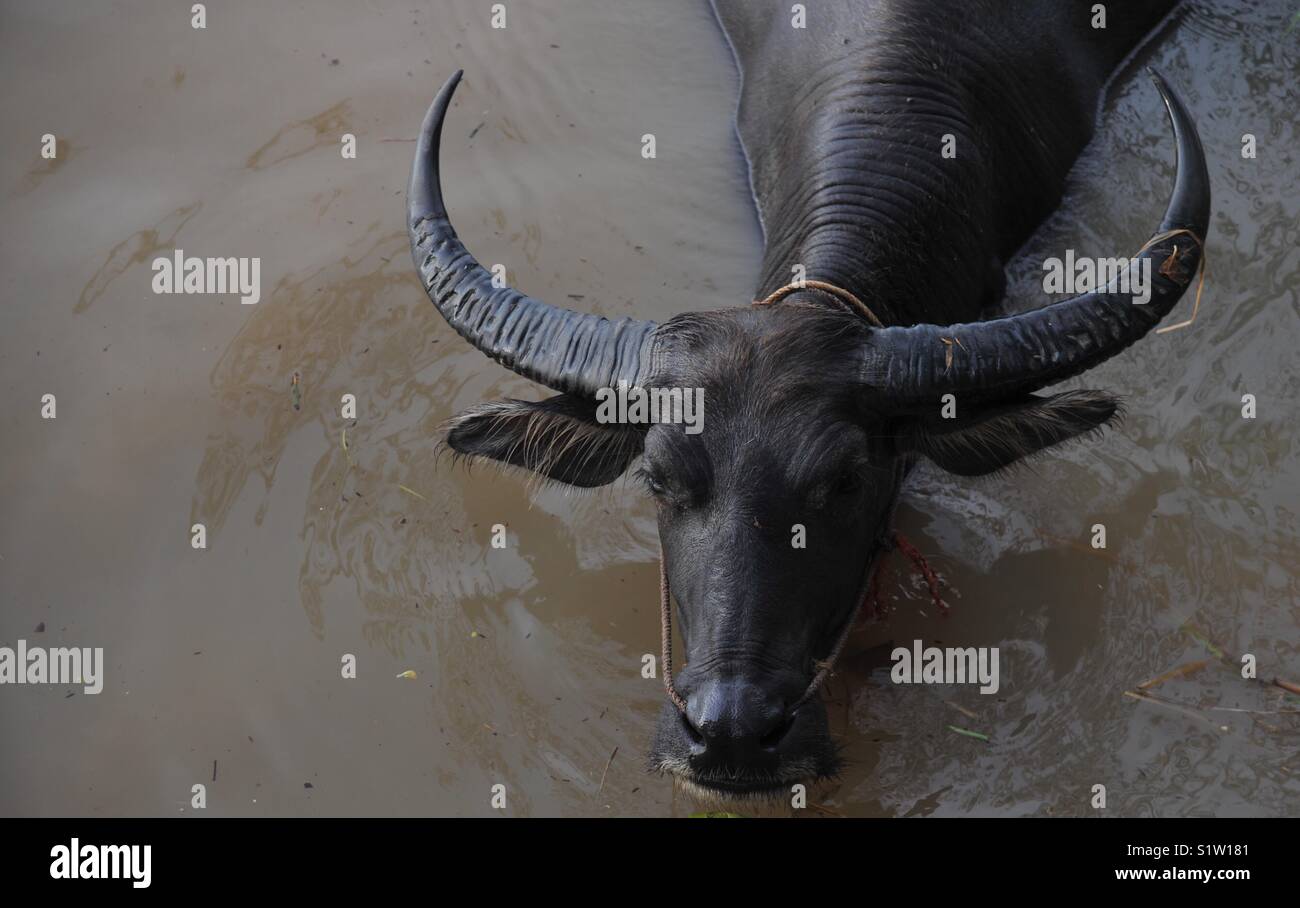 Trau con hi-res stock photography and images - Alamy