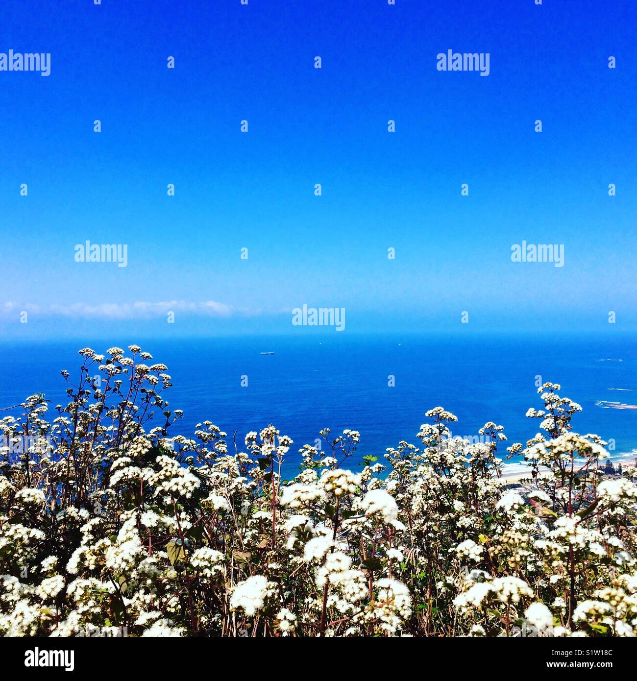 White flowers by sea Stock Photo - Alamy