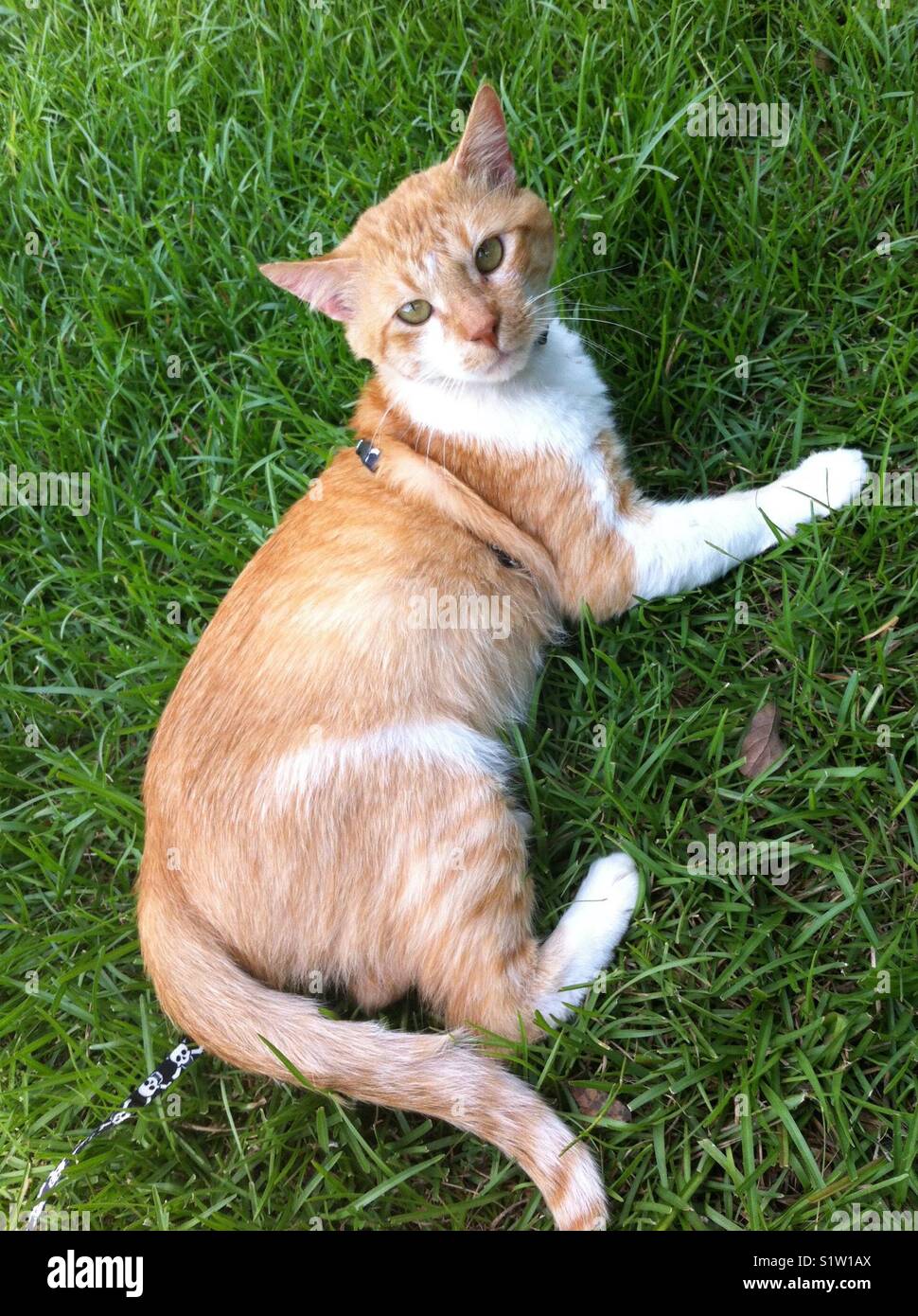 Daytime kitty hi-res stock photography and images - Alamy