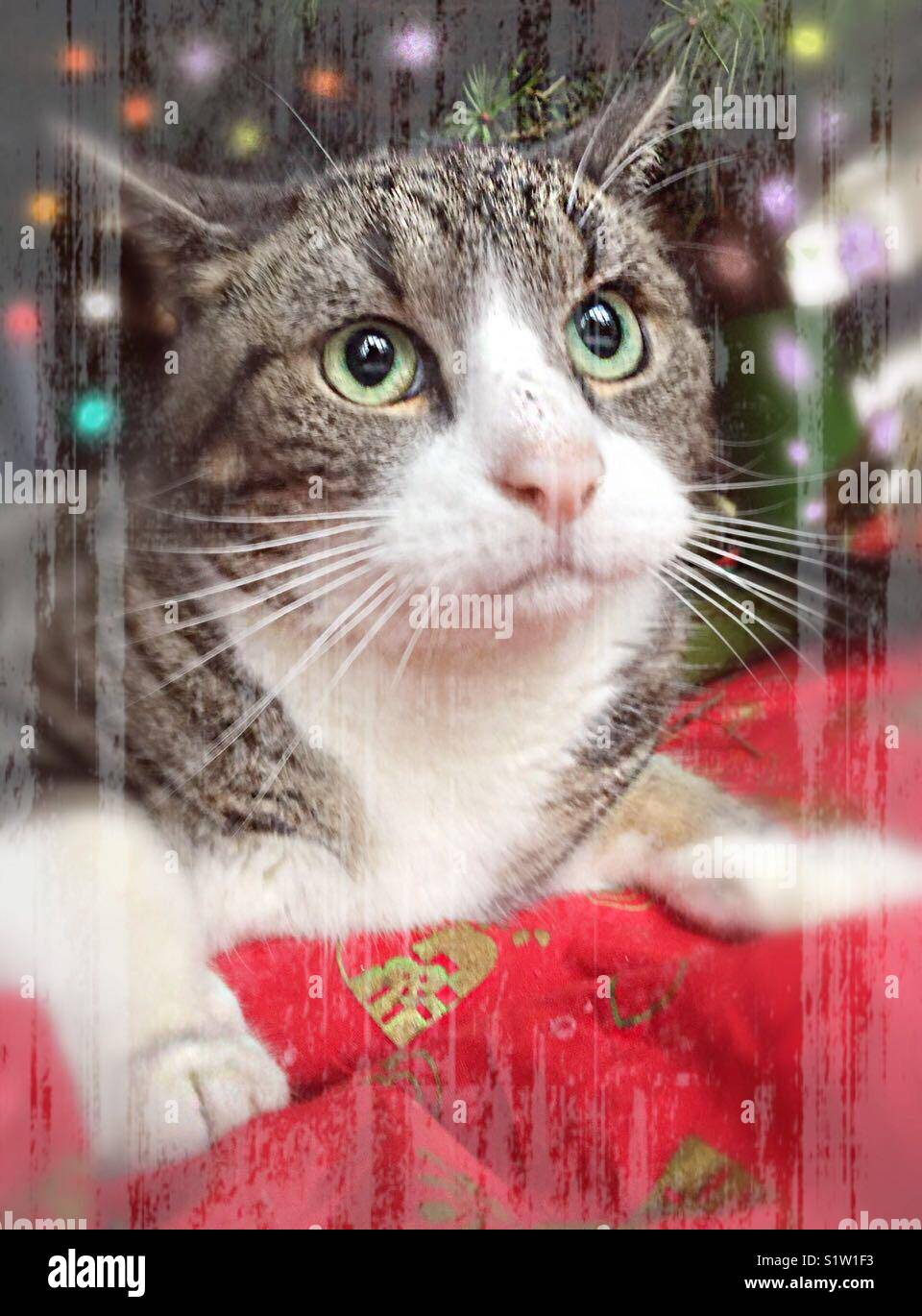 Dont sing hi-res stock photography and images - Alamy