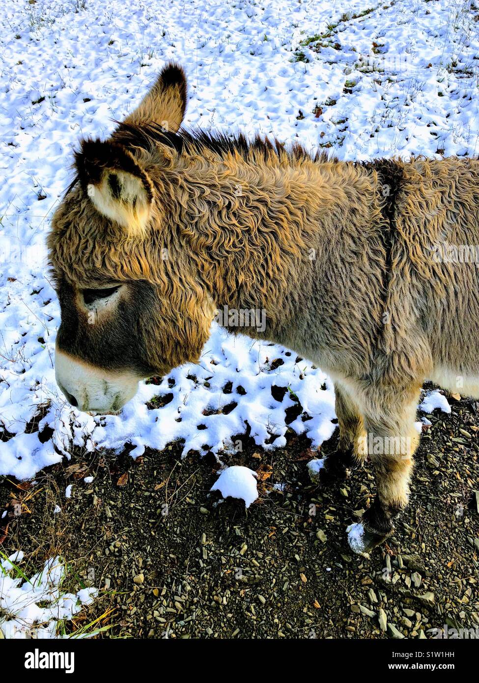 Donkey Snow High Resolution Stock Photography and Images - Alamy