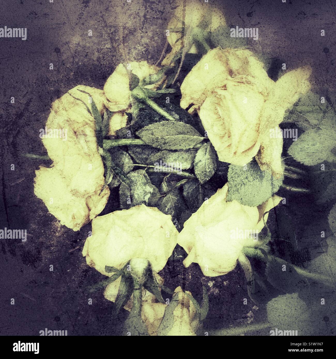 Dying Roses Stock Photos & Dying Roses Stock Images - Alamy