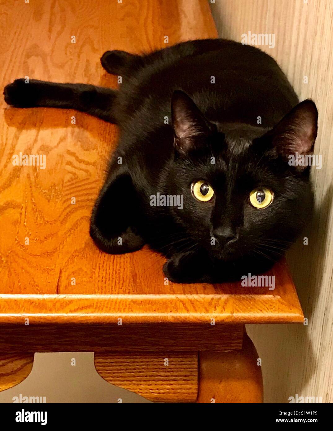 American bombay cat hi-res stock photography and images - Alamy