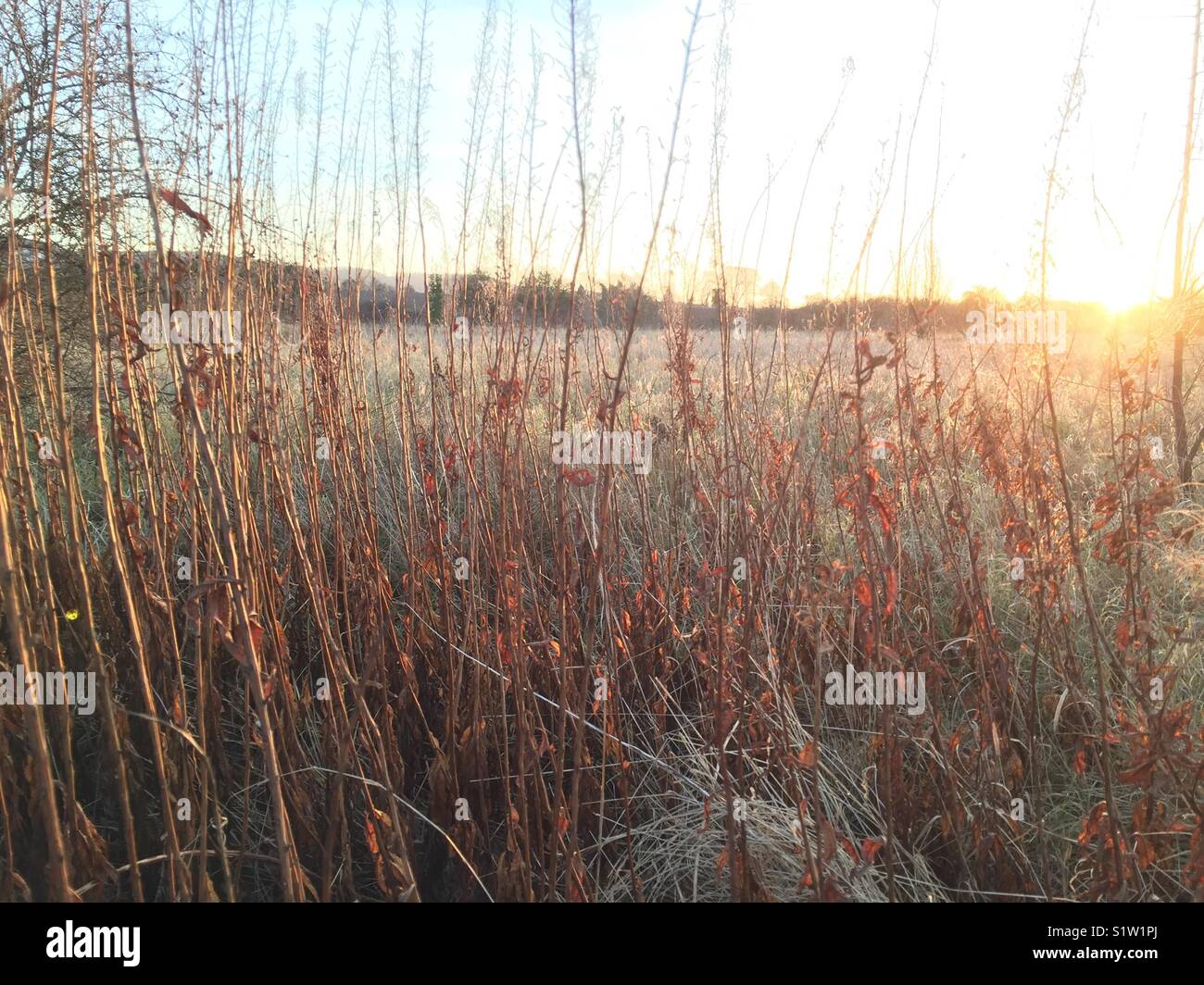 Lens flare early morning sun hi-res stock photography and images - Alamy