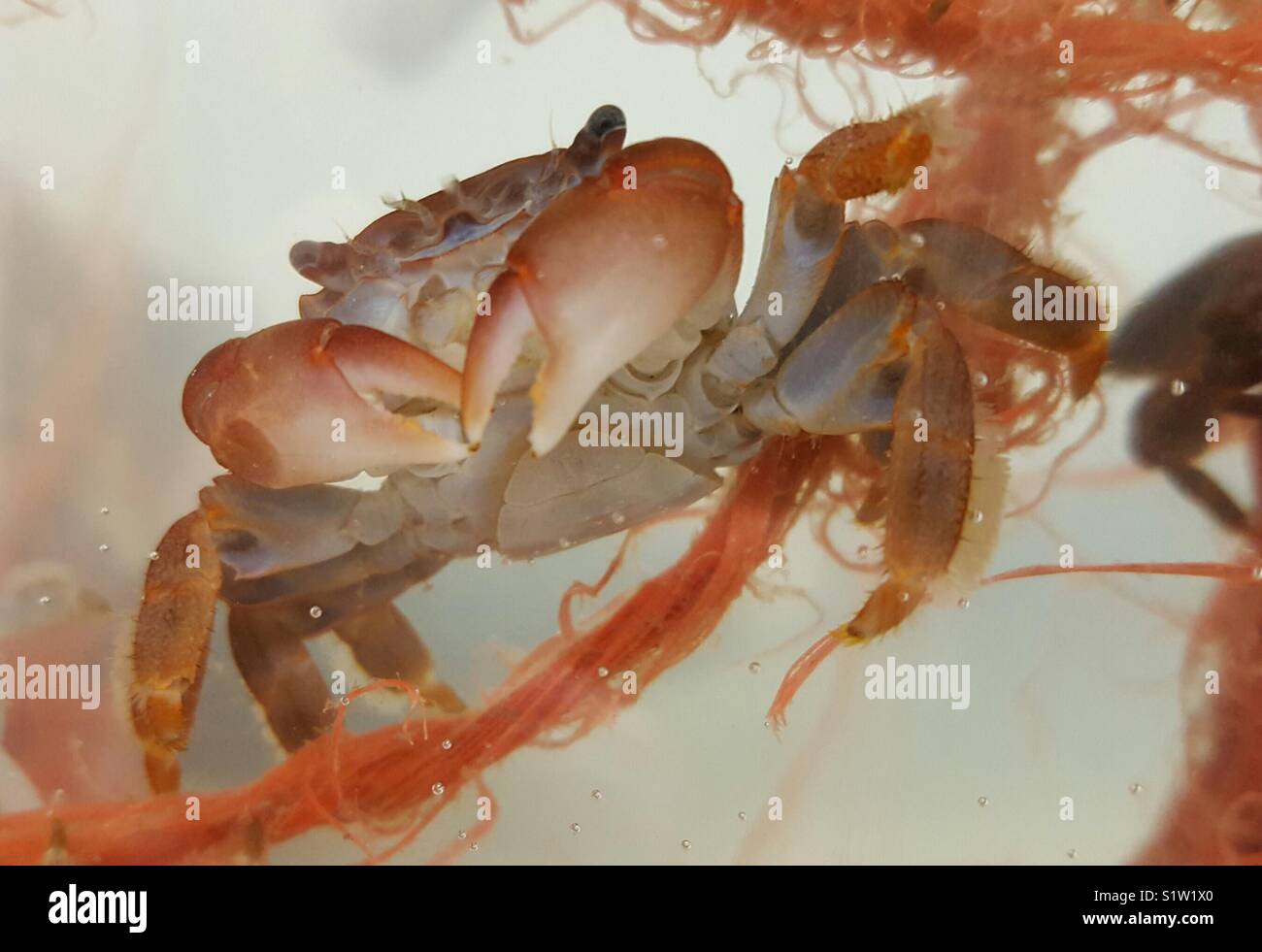 Columbus Crab High Resolution Stock Photography and Images - Alamy