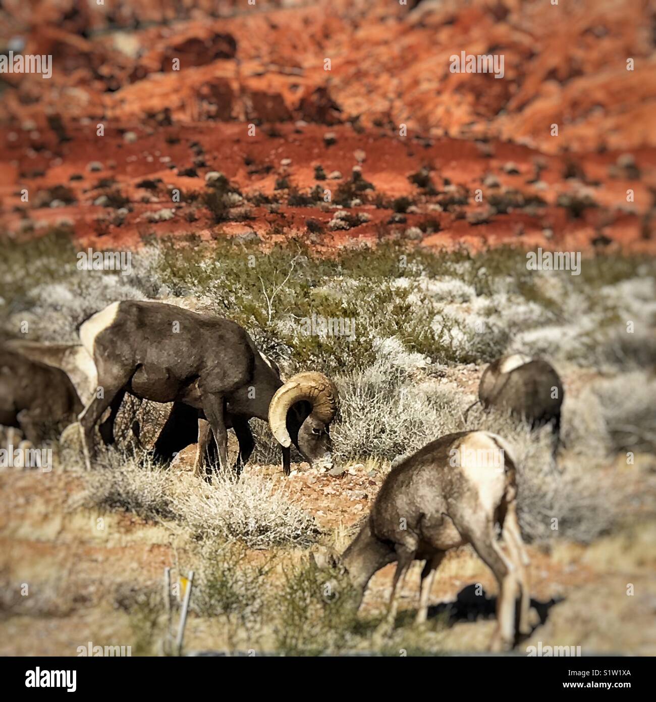 Bighorn mountain sheep hi-res stock photography and images - Alamy