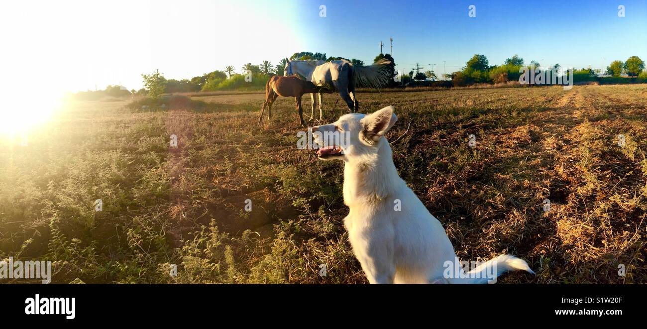 Animals best friends Stock Photo - Alamy