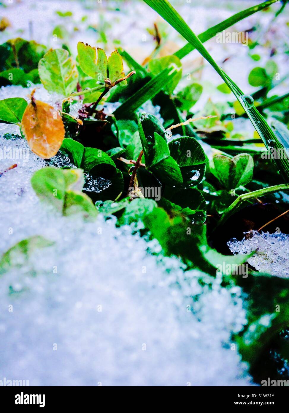 Snow and clover Stock Photo - Alamy