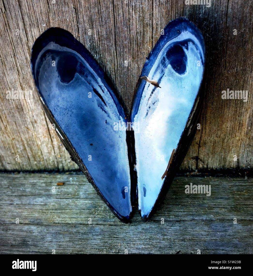 Mussel shell, blue heart or butterfly Stock Photo - Alamy
