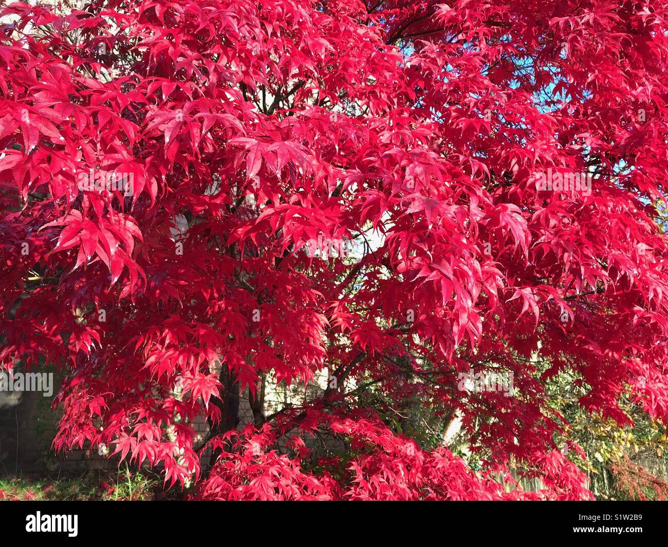 Azalea tree hi-res stock photography and images - Alamy