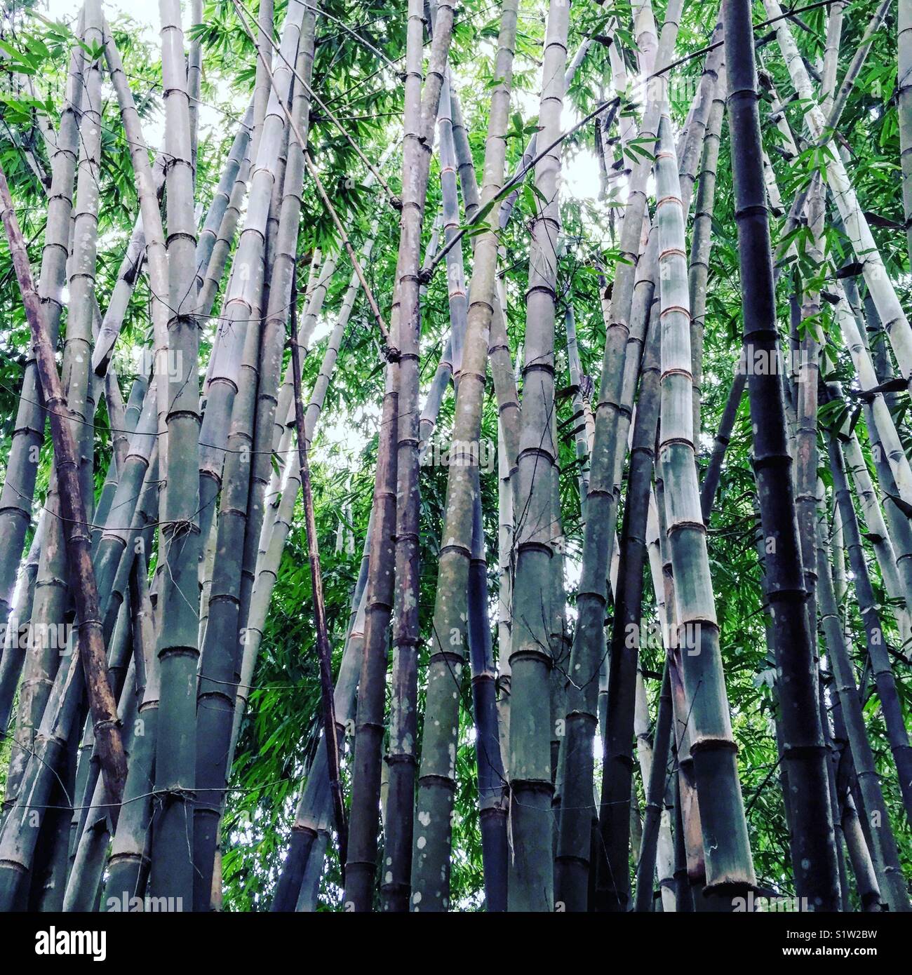 Cuchi cuchi hi-res stock photography and images - Alamy