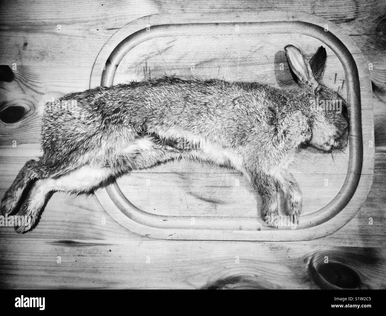 Rabbit Black and White Stock Photos & Images - Alamy