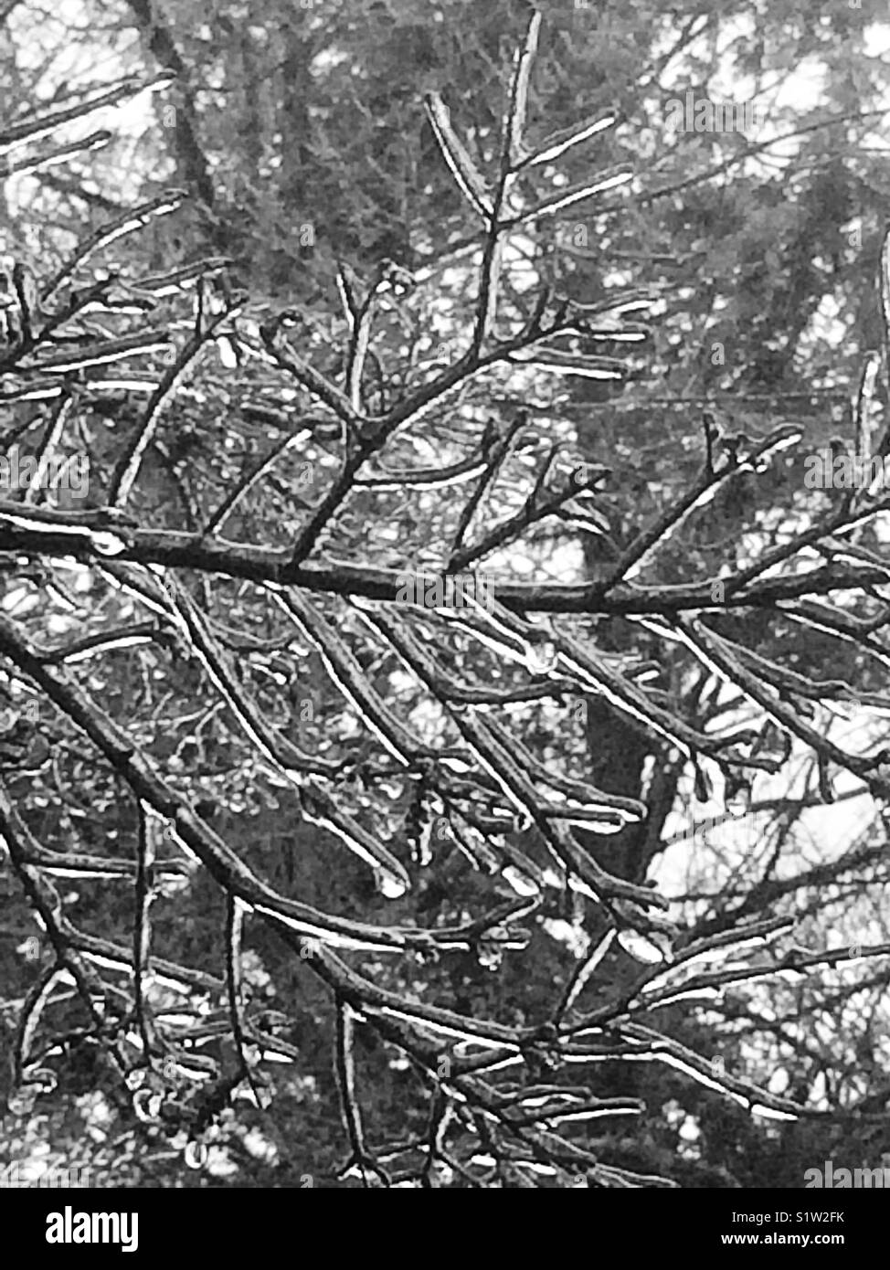 Icy tree hi-res stock photography and images - Alamy